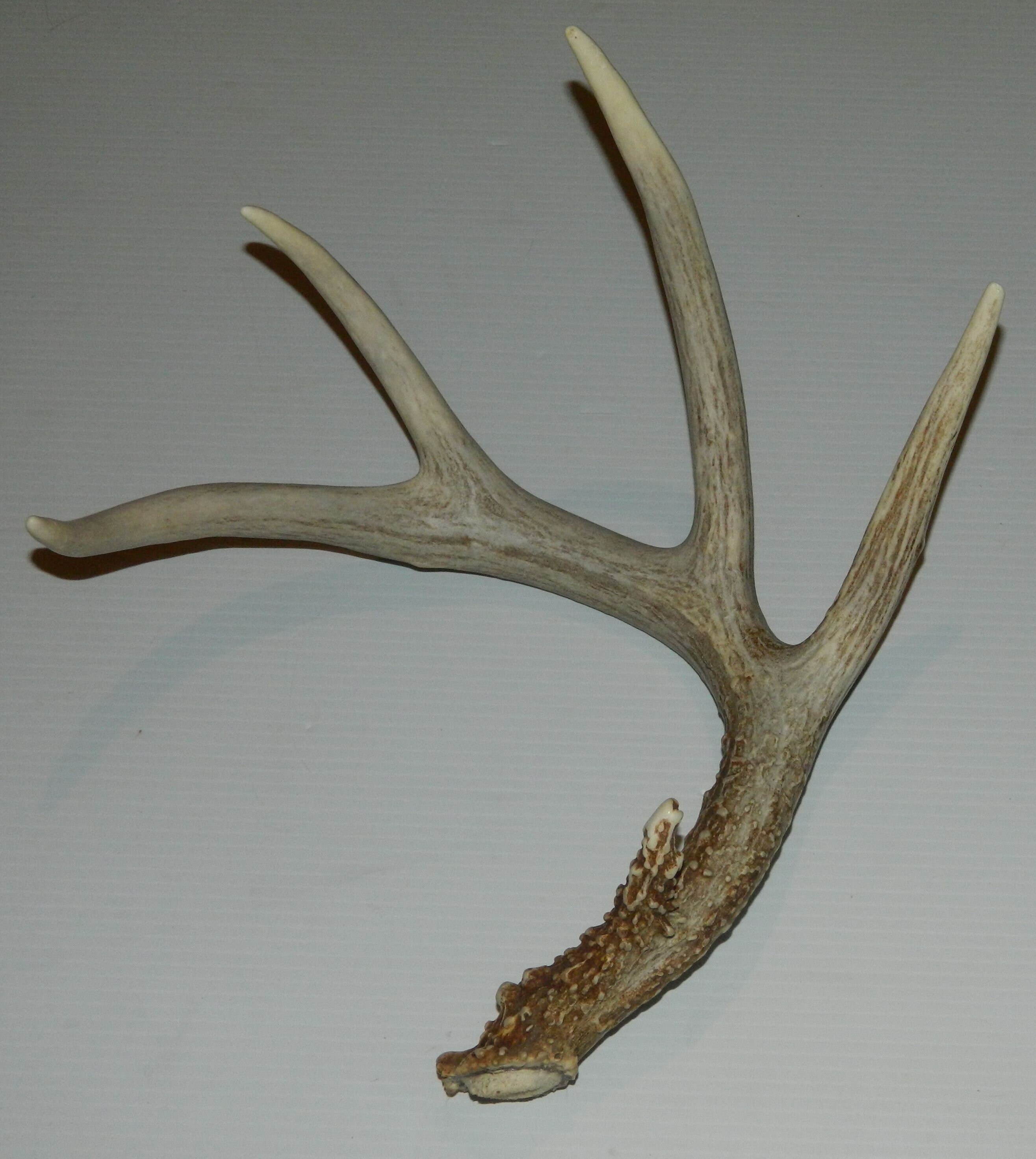Real Whitetail Deer Buck Antler 5 PT Point Shed Authentic - Etsy UK