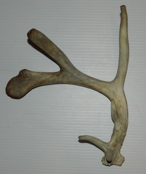 Real Whitetail Deer Buck Antler 6 PT Point Shed Authentic | Etsy