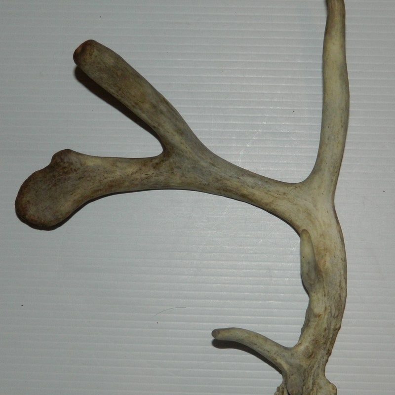 Real Deer Antlers - Etsy
