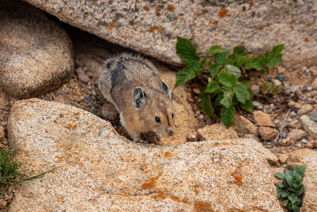 Pika Photo Print, Rocky Mountain National Park, Cabin Wall Art - Etsy