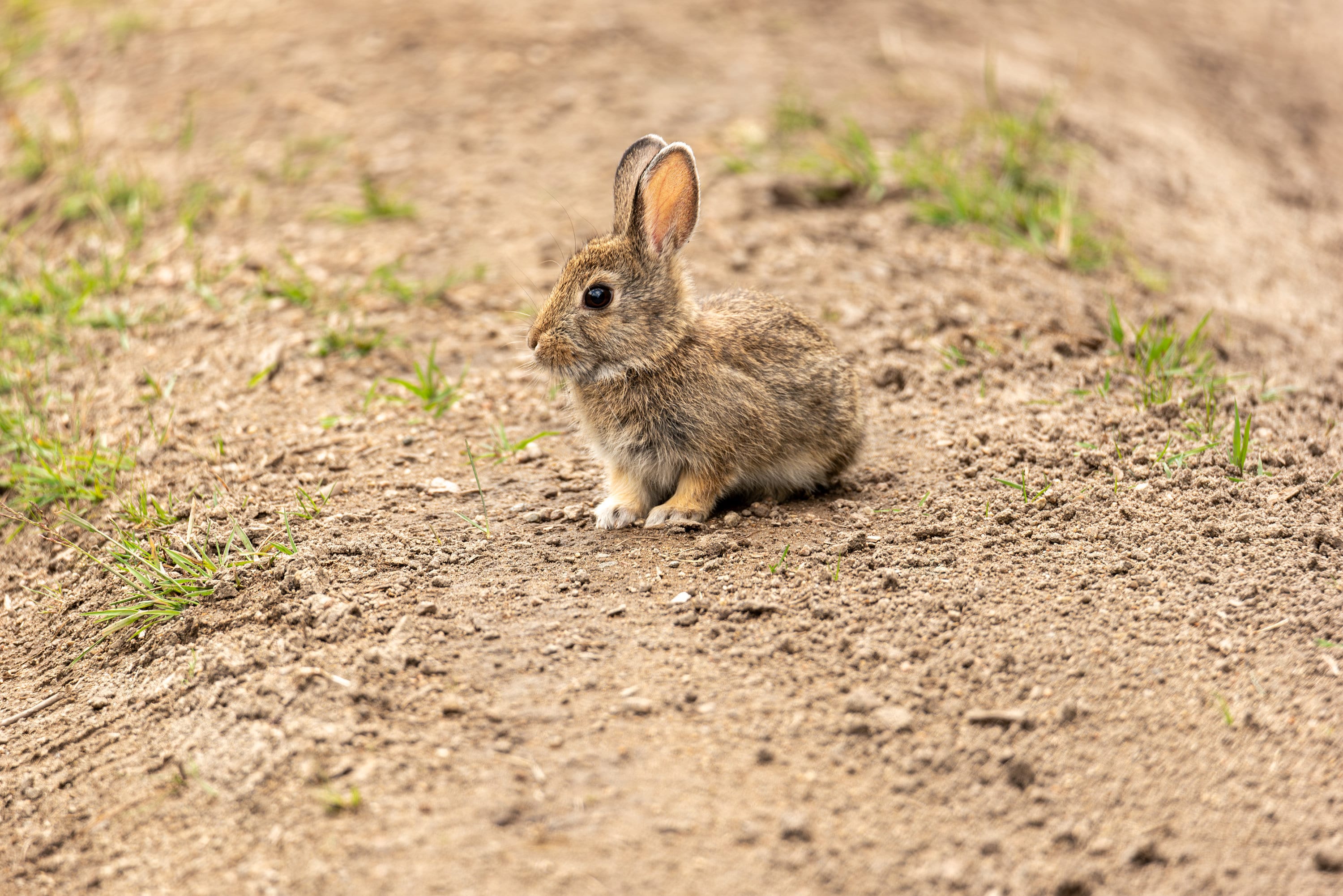 Rabbit Wildlife Photography, National Park Photo Print, Travel ...