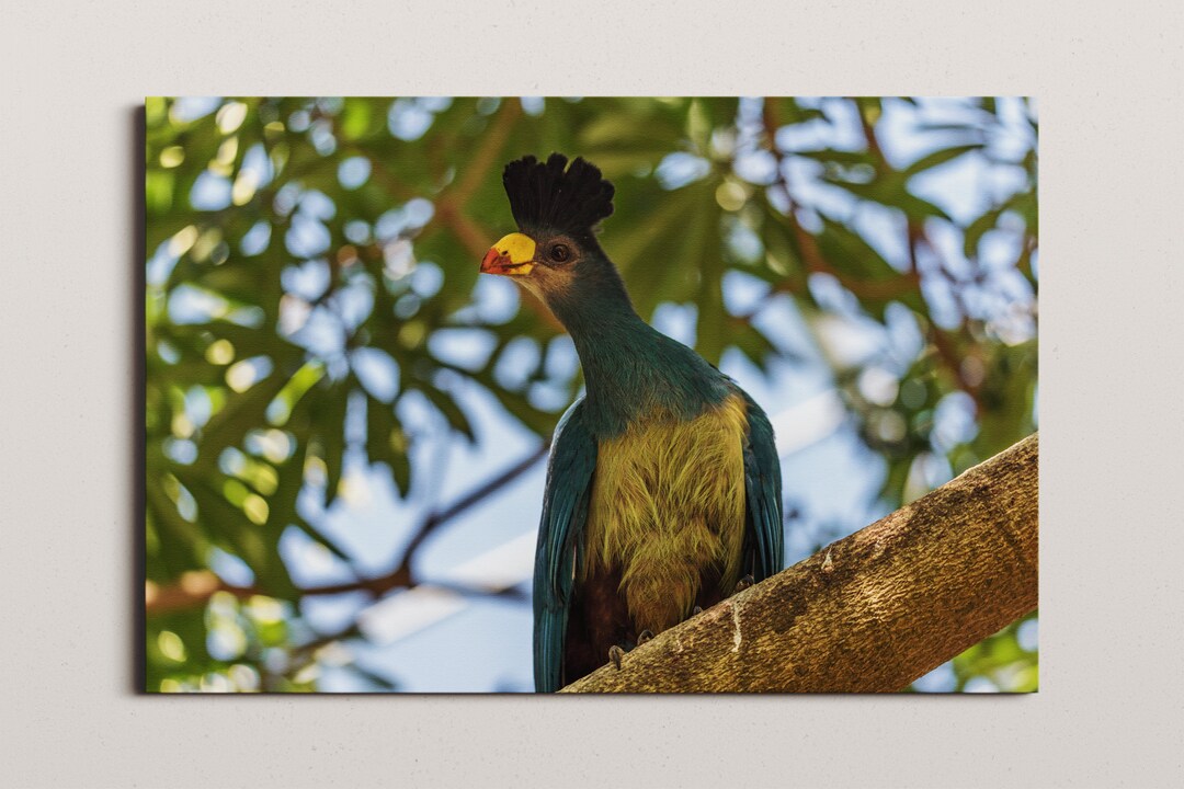 Great Blue Turaco Photo, Tropical Bird Photography, Wildlife ...