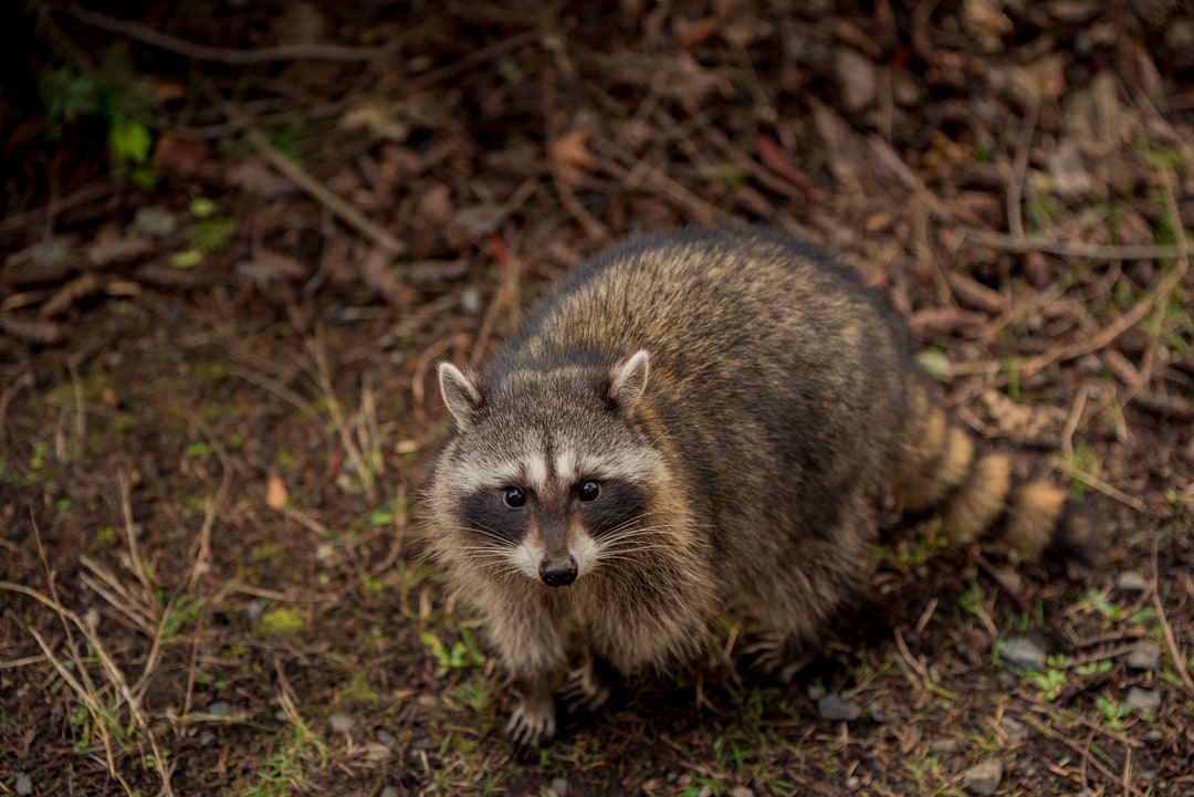 Raccoon in Forest Photo Print, Wildlife Wall Art - Etsy