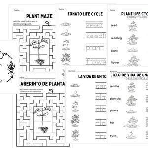Plant Life Cycle/el Ciclo De Vida De Una Planta-english & Spanish - Etsy