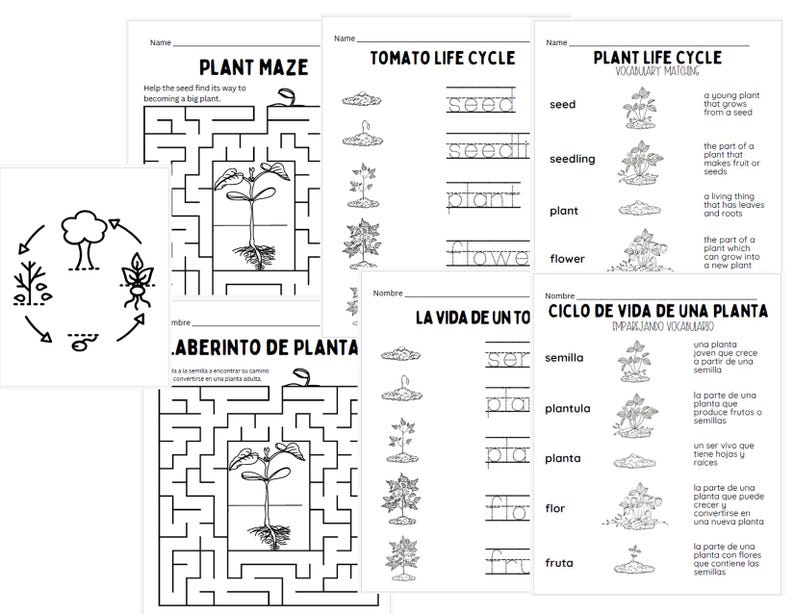 Plant Life Cycle/el Ciclo De Vida De Una Planta-english & Spanish - Etsy