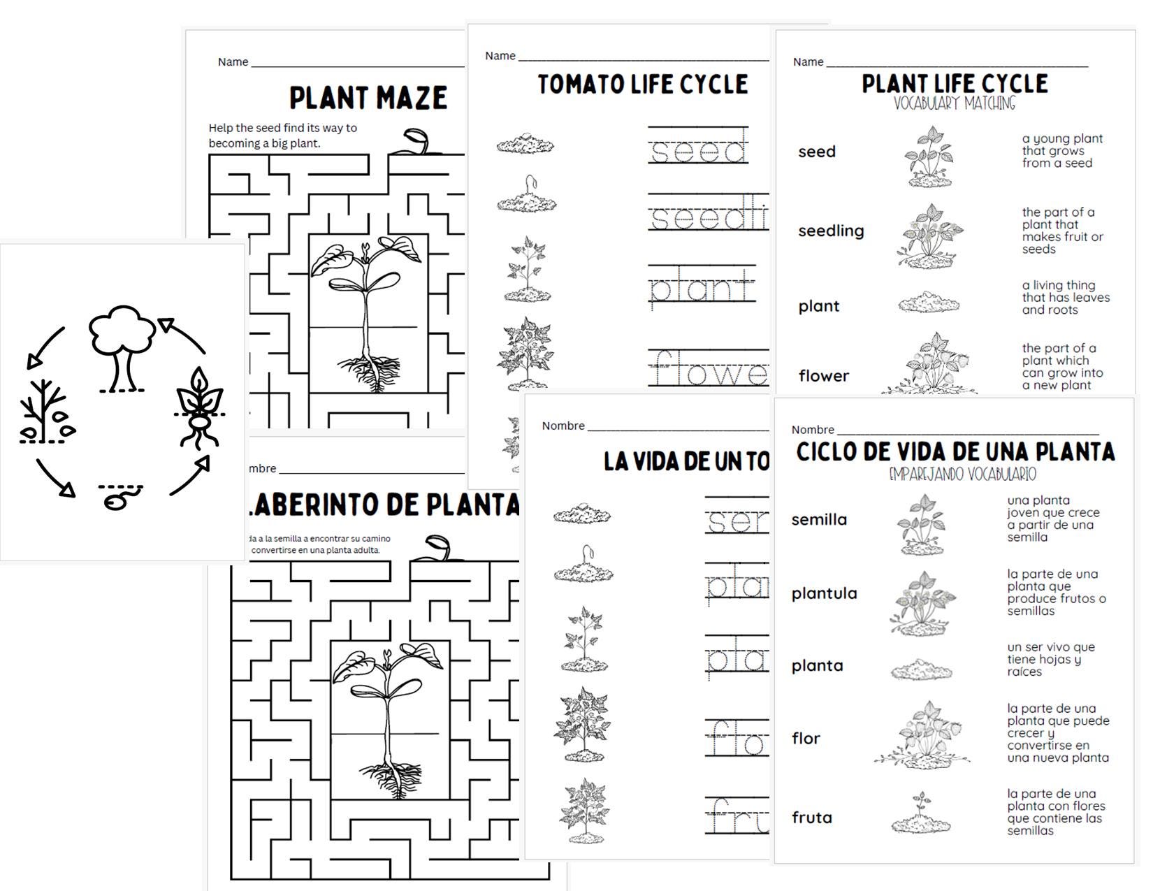 Plant Life Cycle/el Ciclo De Vida De Una Planta-english & Spanish - Etsy