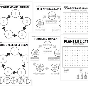 Plant Life Cycle/el Ciclo De Vida De Una Planta-english & Spanish - Etsy
