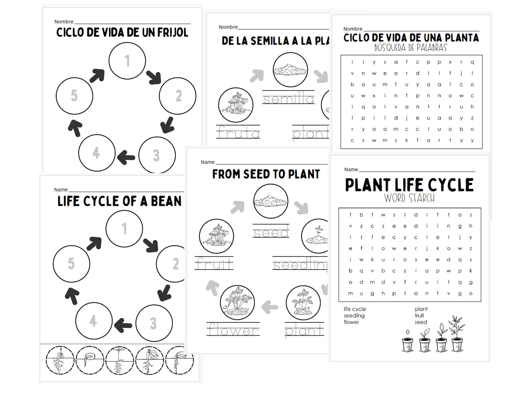 Plant Life Cycle/el Ciclo De Vida De Una Planta-english & Spanish - Etsy