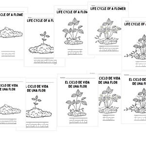 Plant Life Cycle/el Ciclo De Vida De Una Planta-english & Spanish - Etsy