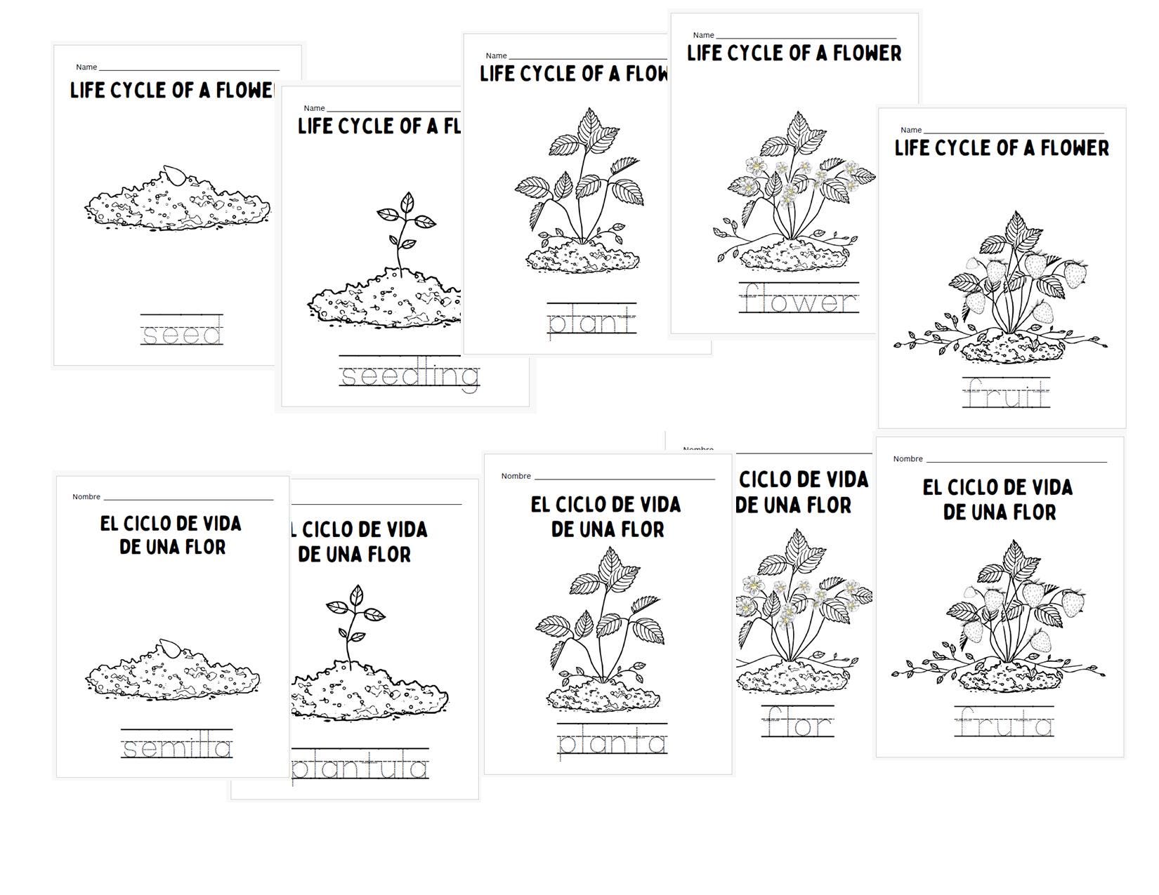 Plant Life Cycle/el Ciclo De Vida De Una Planta-english & Spanish - Etsy