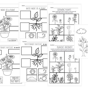 What Do Plants Need? /¿que Necesitan Las Plantas? English and Spanish ...
