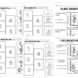 Plant Life Cycle/el Ciclo De Vida De Una Planta-english & Spanish - Etsy