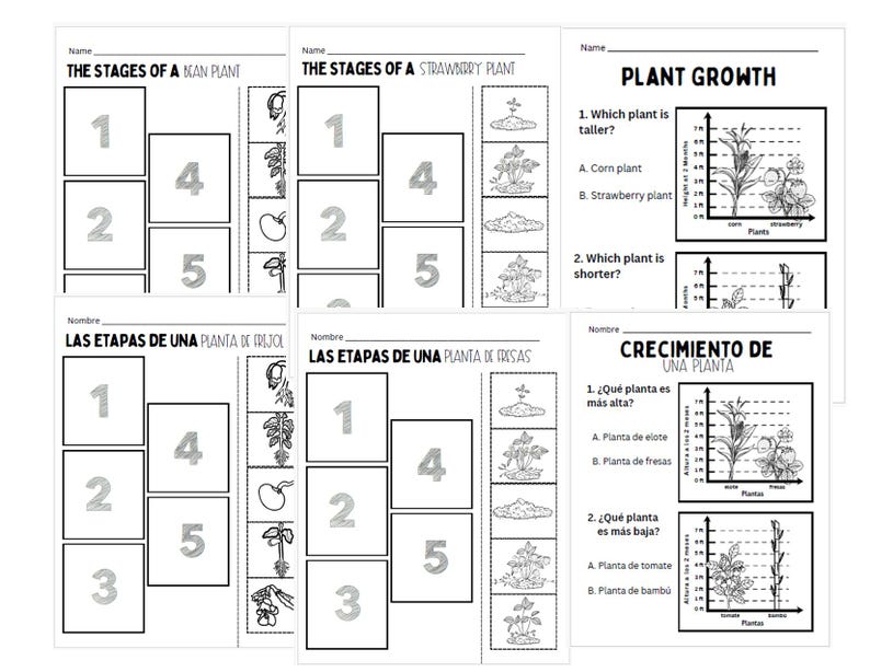 Plant Life Cycle/el Ciclo De Vida De Una Planta-english & Spanish - Etsy