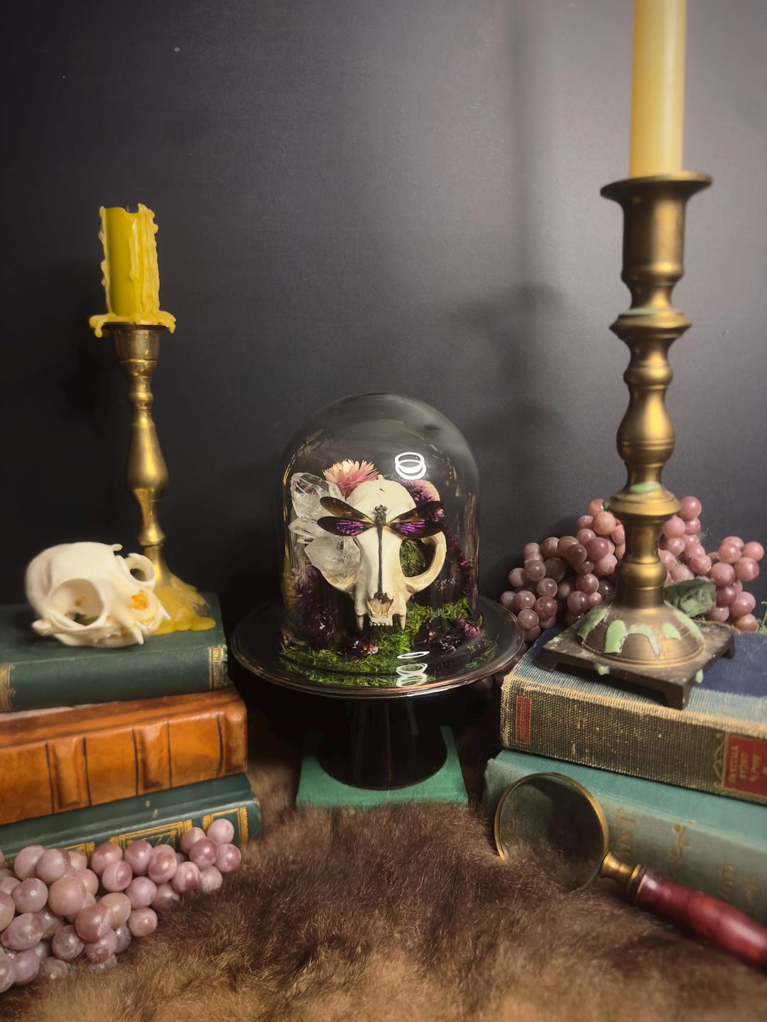 Damsel Fly Cat Skull Replica Dome - Etsy
