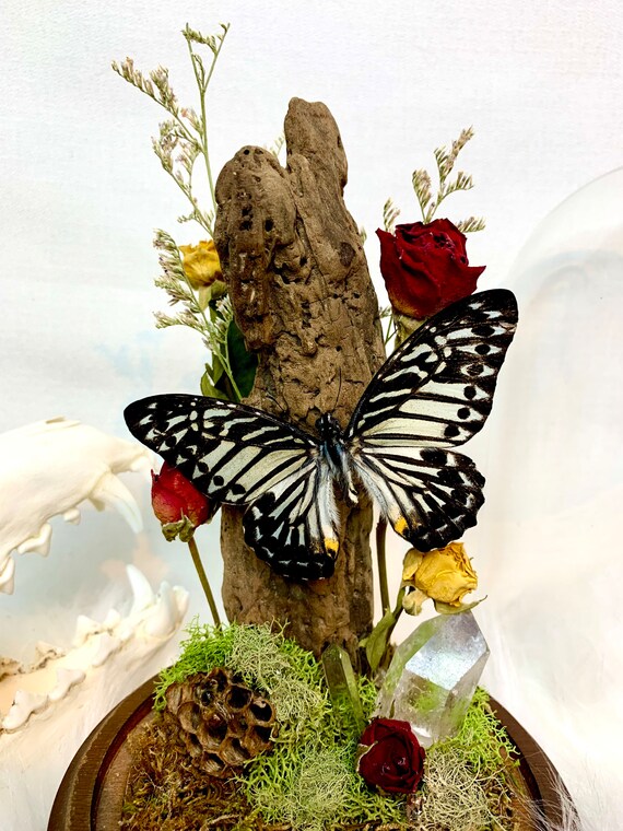 Butterfly Dome/oddities/ Real Butterfly/ Cloche Dome - Etsy