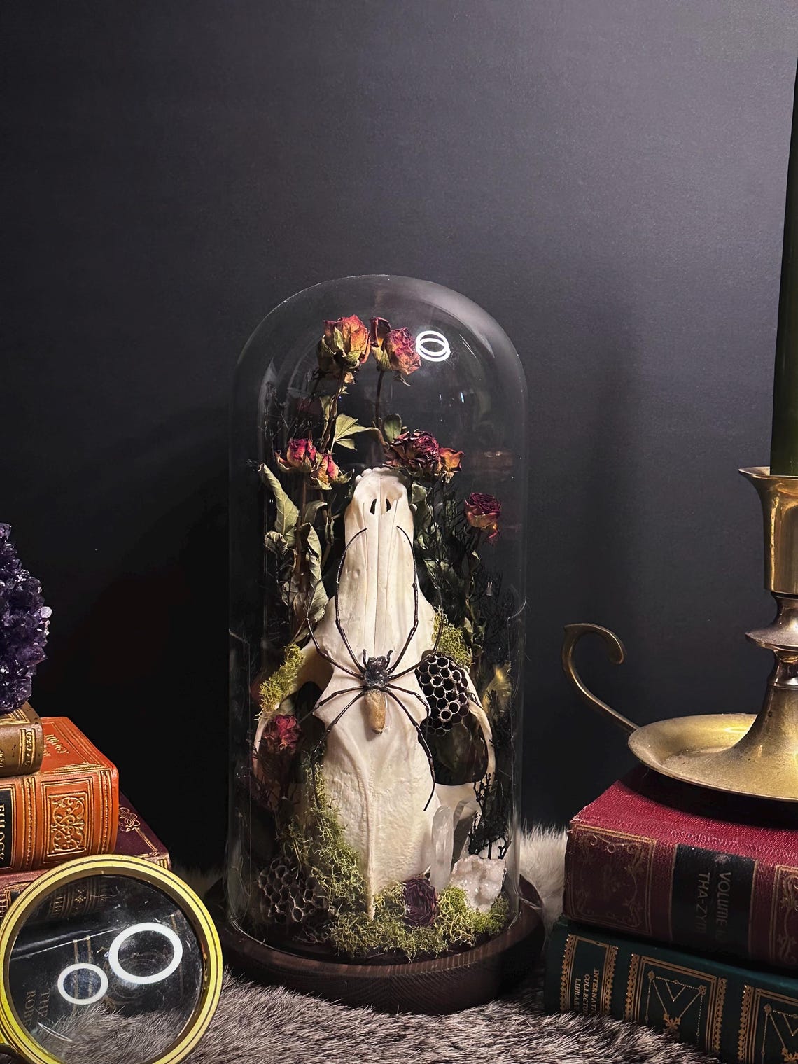 Gold Orb Weaver Display/coyote Skull/oddity Dome - Etsy