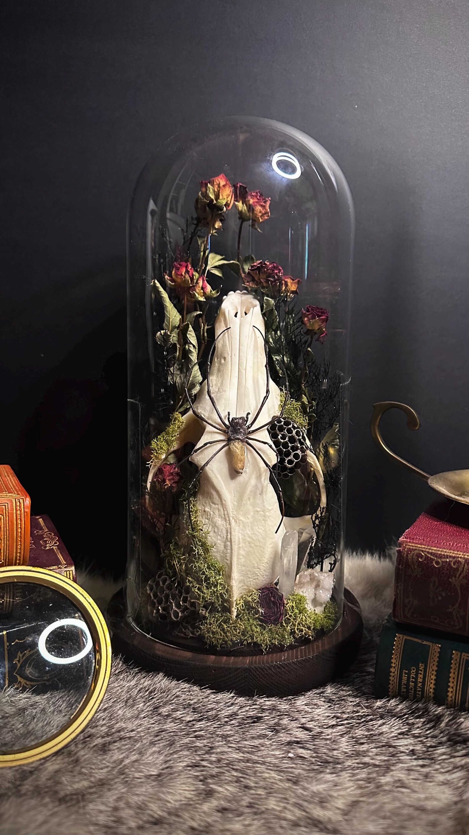 Gold Orb Weaver Display/coyote Skull/oddity Dome - Etsy