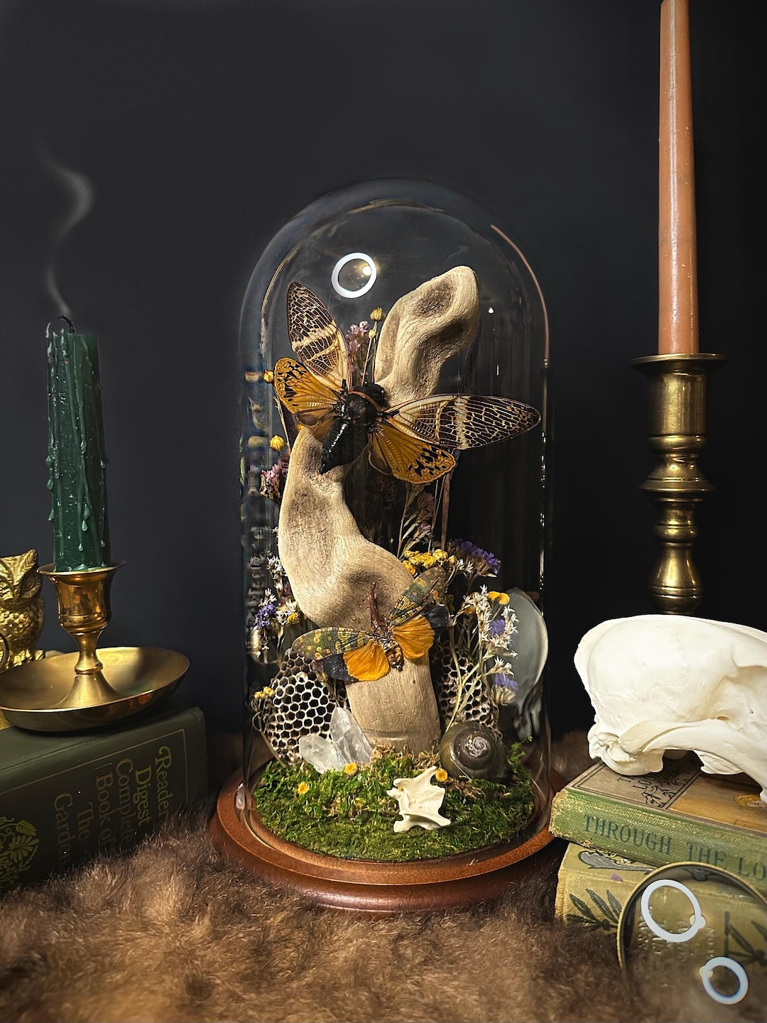 Real Cicada Insect Glass Dome Display / Insect Taxidermy Cloche - Etsy