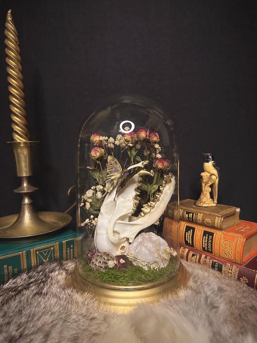 Fox Skull/oddities/butterfly Display/ Moody Decor - Etsy