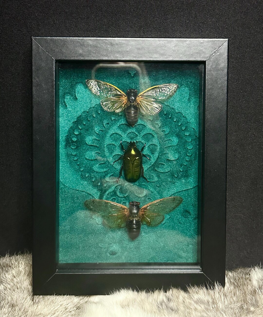 Cicada Frame/beetle/taxidermy Frame/oddity - Etsy