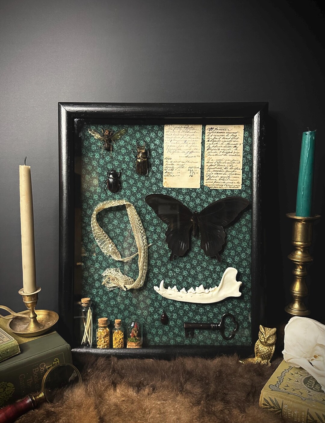 Black Butterfly Shadowbox Oddity Display Frame - Etsy