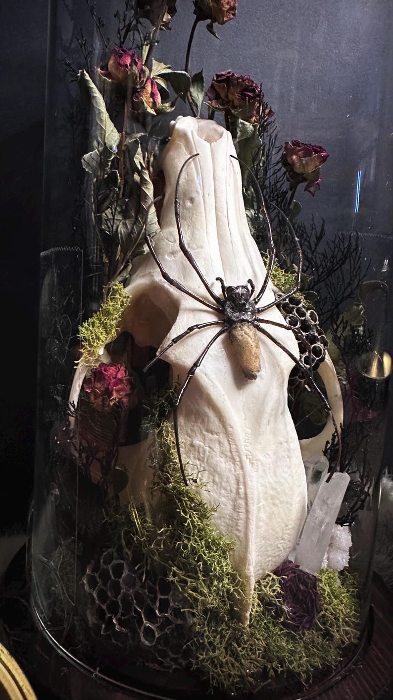 Gold Orb Weaver Display/coyote Skull/oddity Dome - Etsy