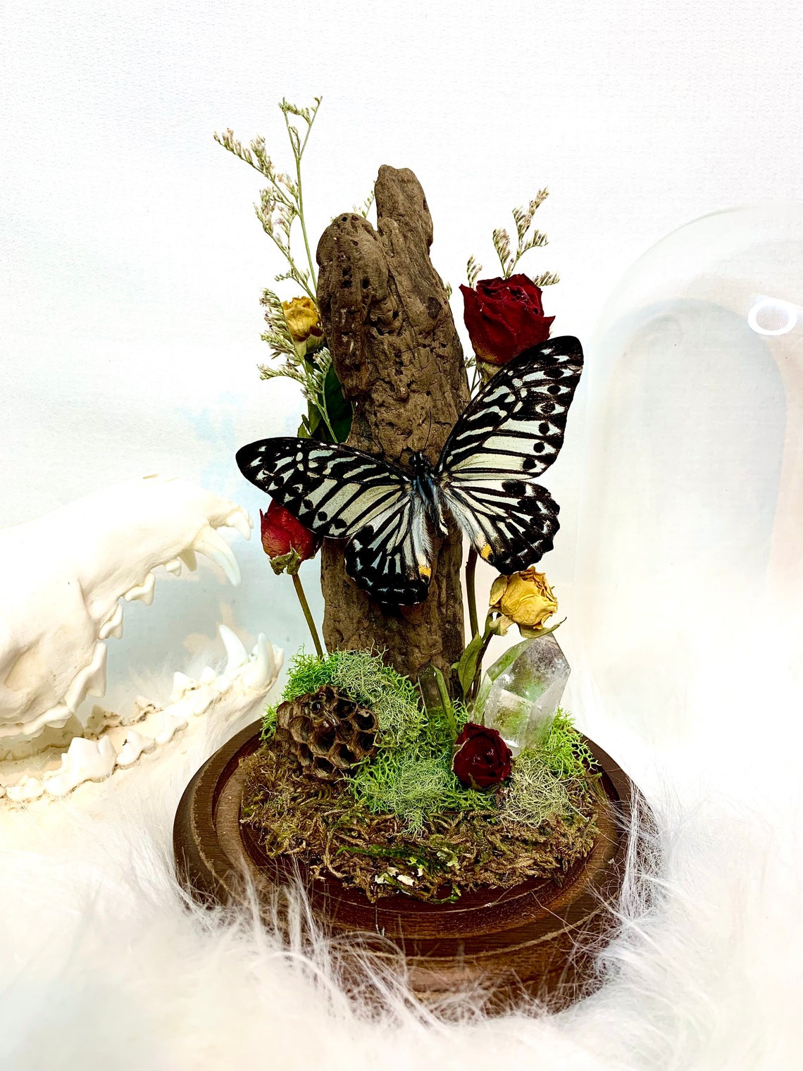 Butterfly Dome/oddities/ Real Butterfly/ Cloche Dome - Etsy