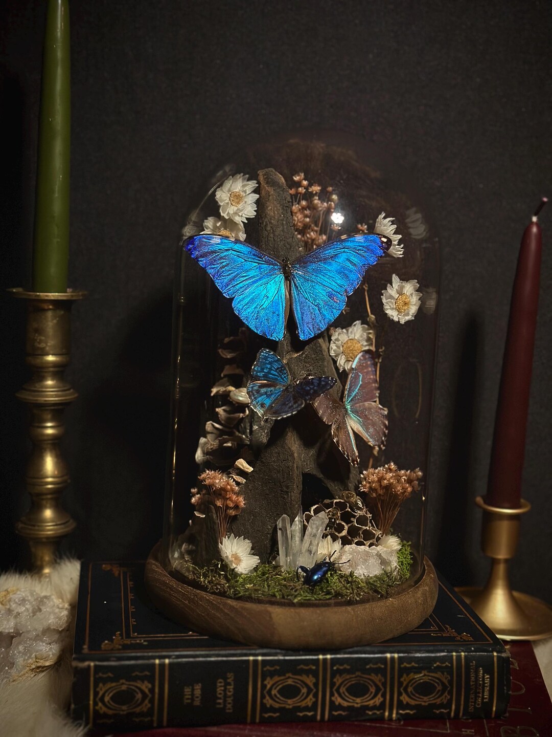 Morpho Dome/vintage Decor/oddities/curiosities - Etsy