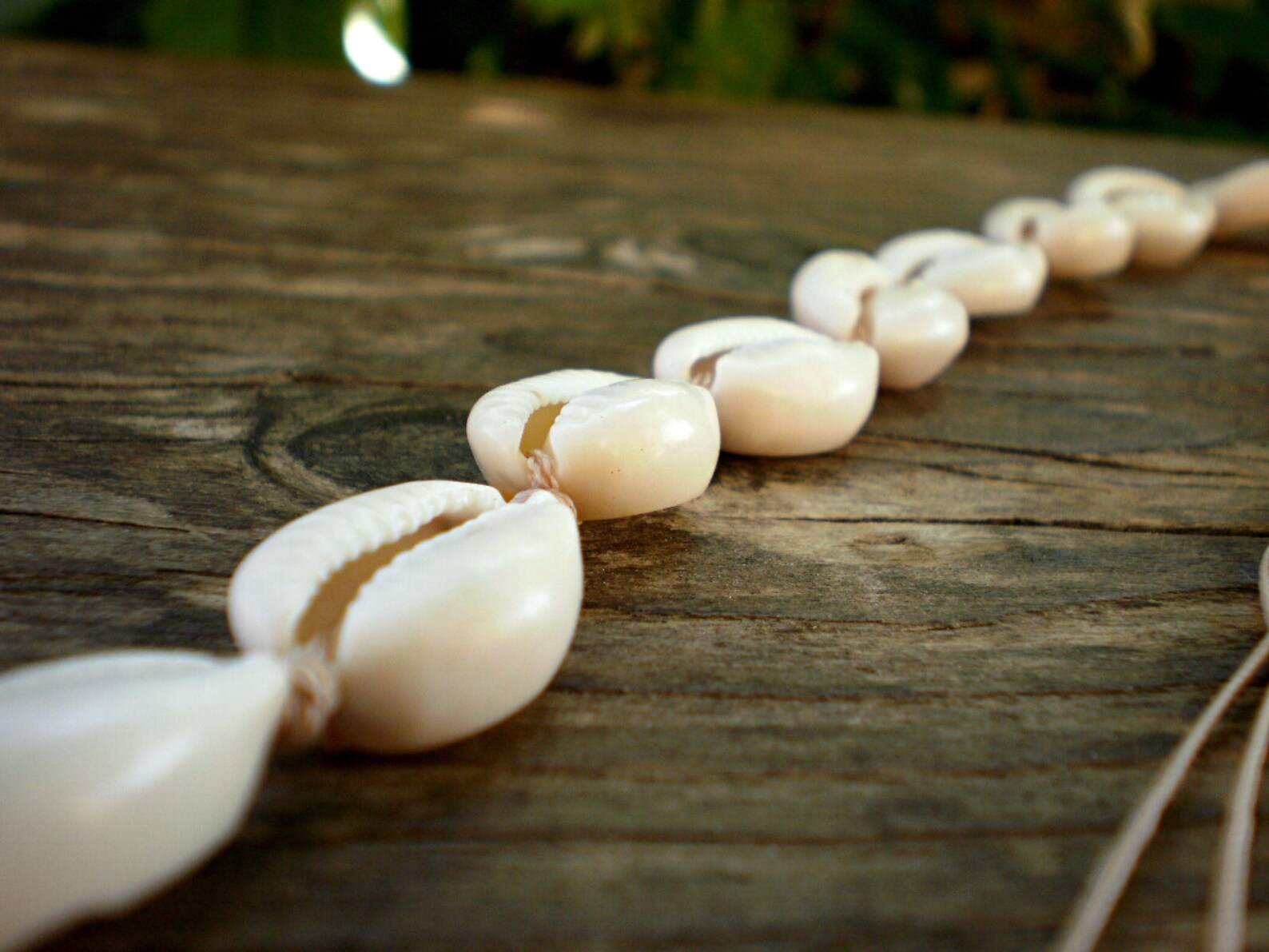 Shell Necklace Cowrie Shell Choker Seashell Beach Jewelry - Etsy