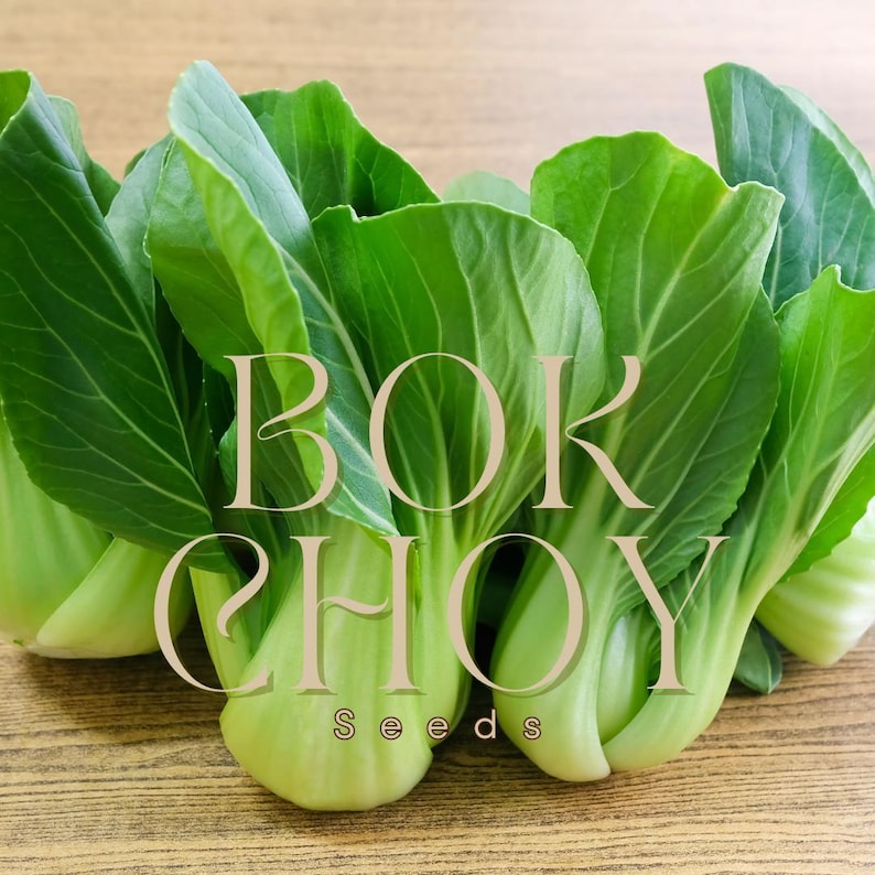 30 Bok Choy Seeds - Etsy