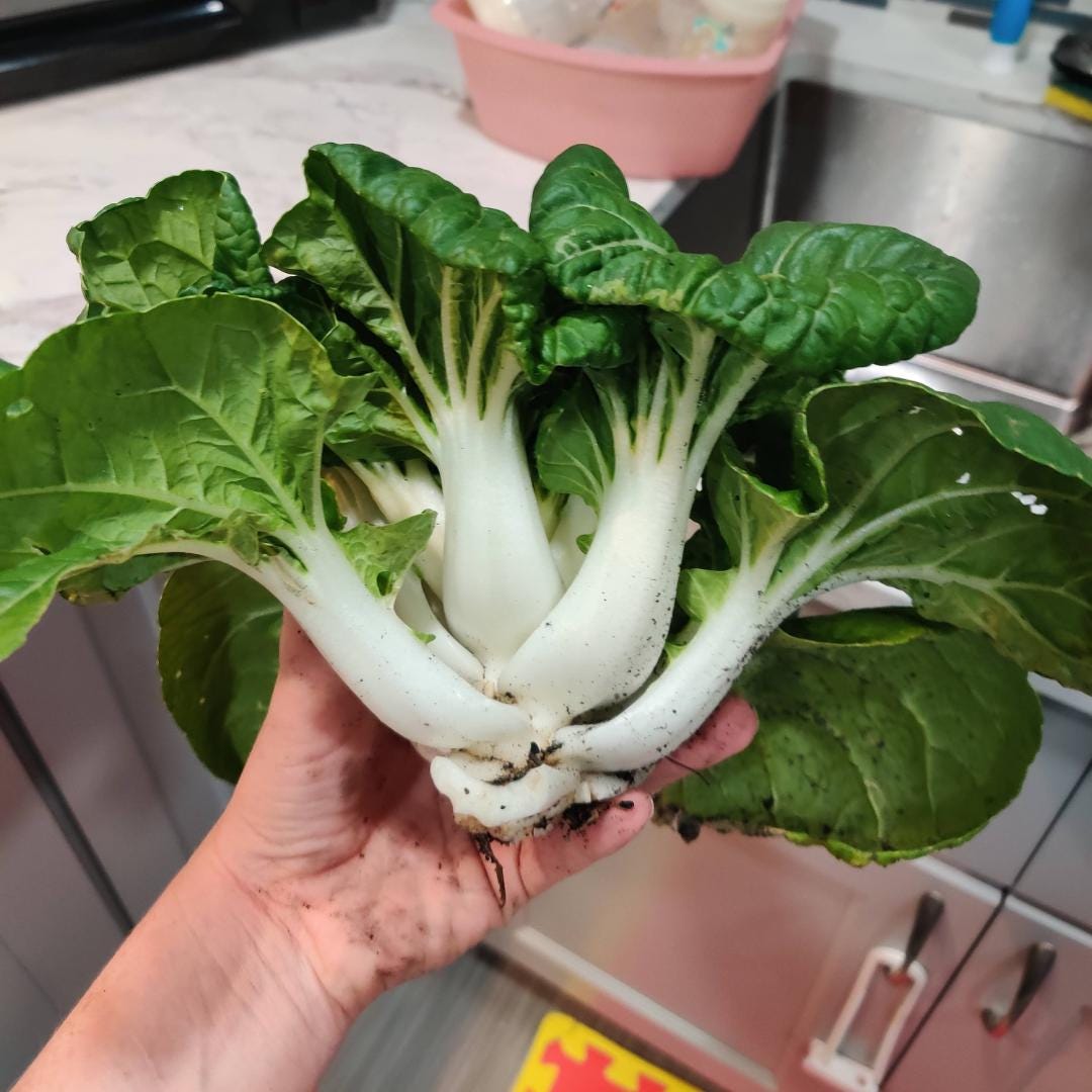 30 Bok Choy Seeds - Etsy