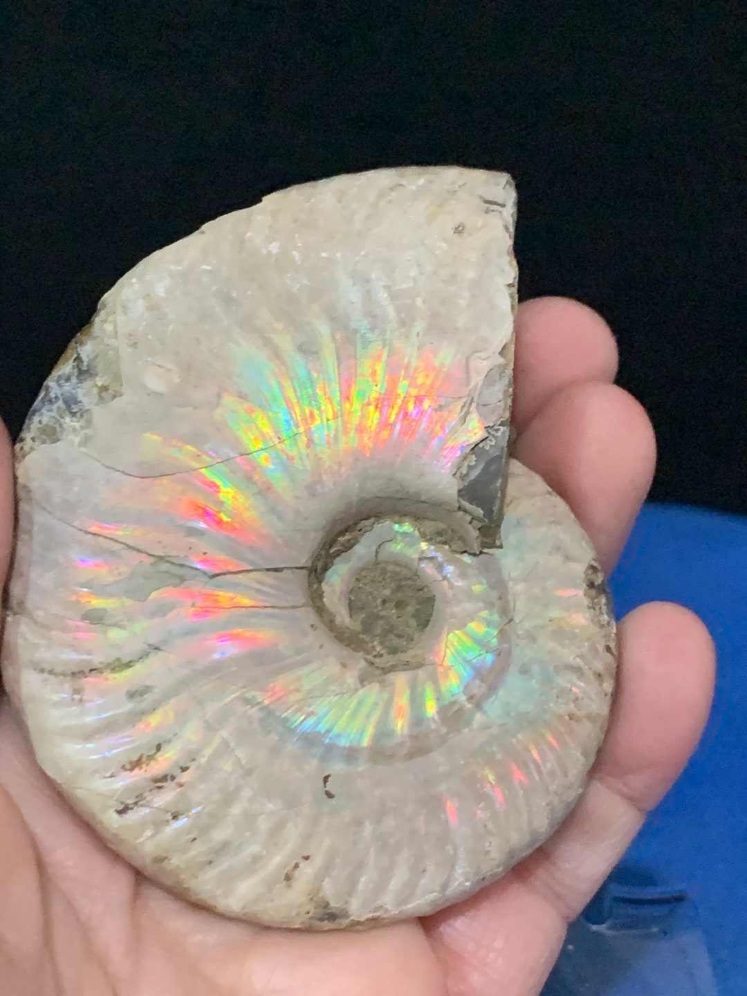 Opalized (PEARL ESSENCE) Ammonite Whole With Display Stand - Etsy