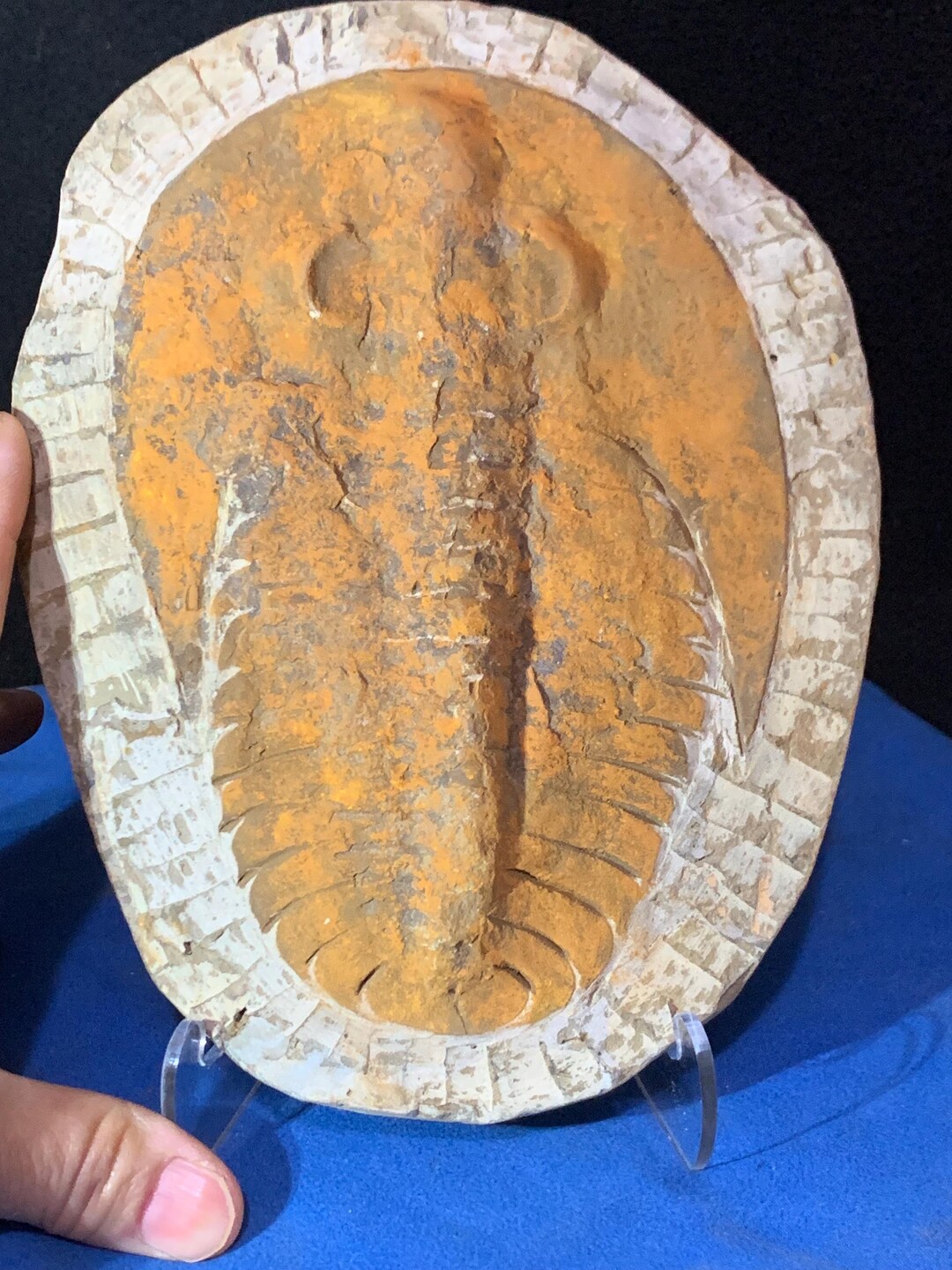 Trilobite Casting With Display Stand - Etsy