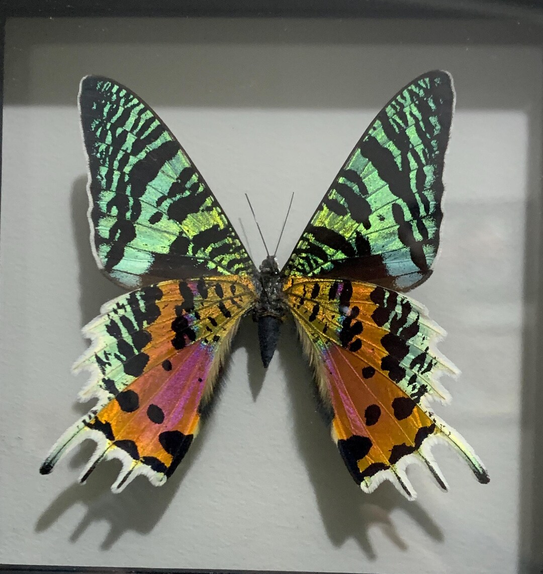 Shadow Box Framed Madagascar Sunset Moth urania Ripheus - Etsy