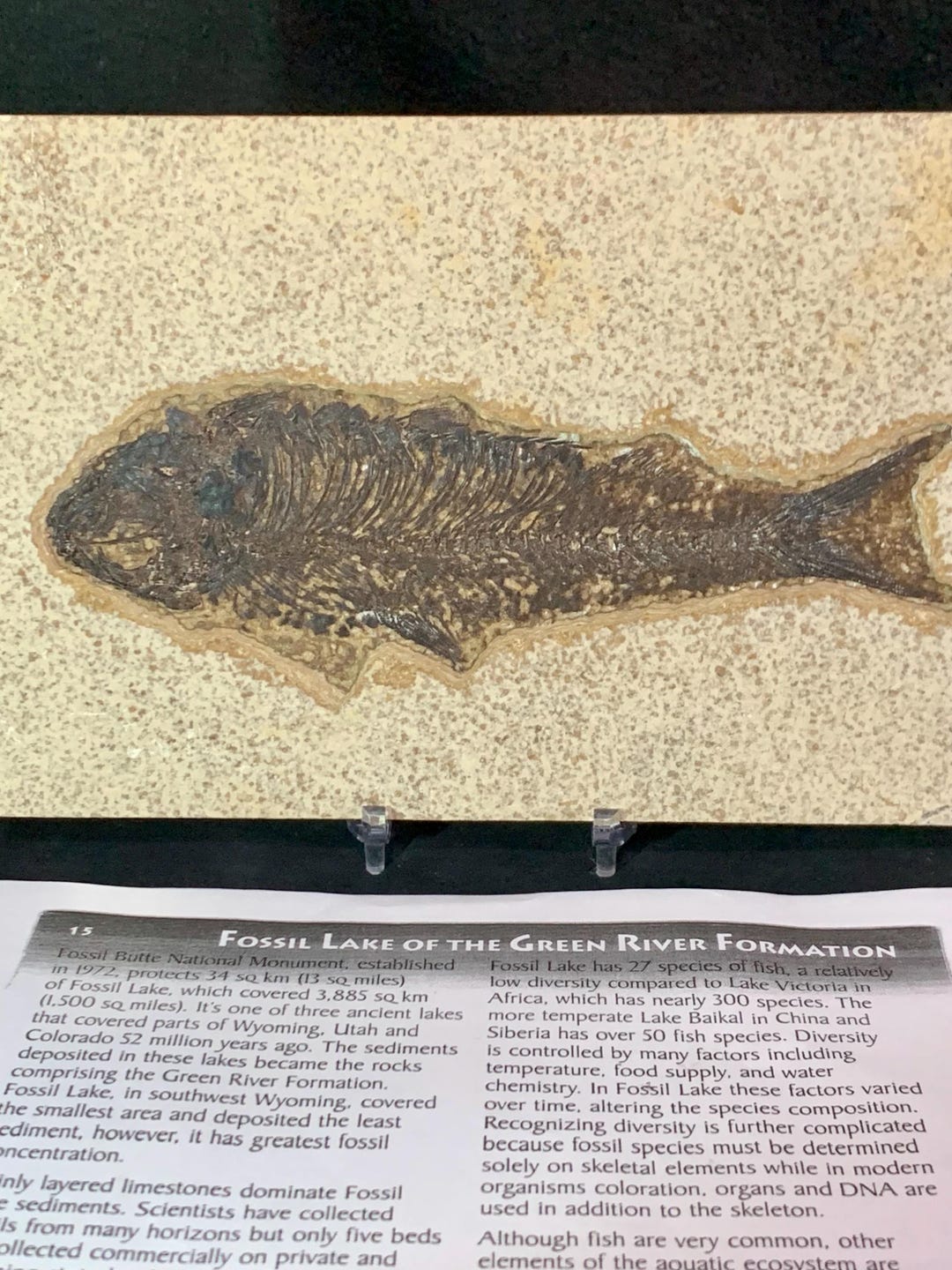 Green River Formation Knightia Fish Fossil With Display Stand - Etsy