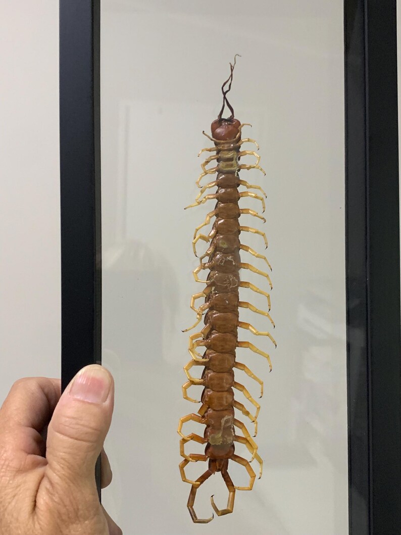 Shadow Box Scolopendra Gigantea (giant Centipede) Ethically Sourced - Etsy