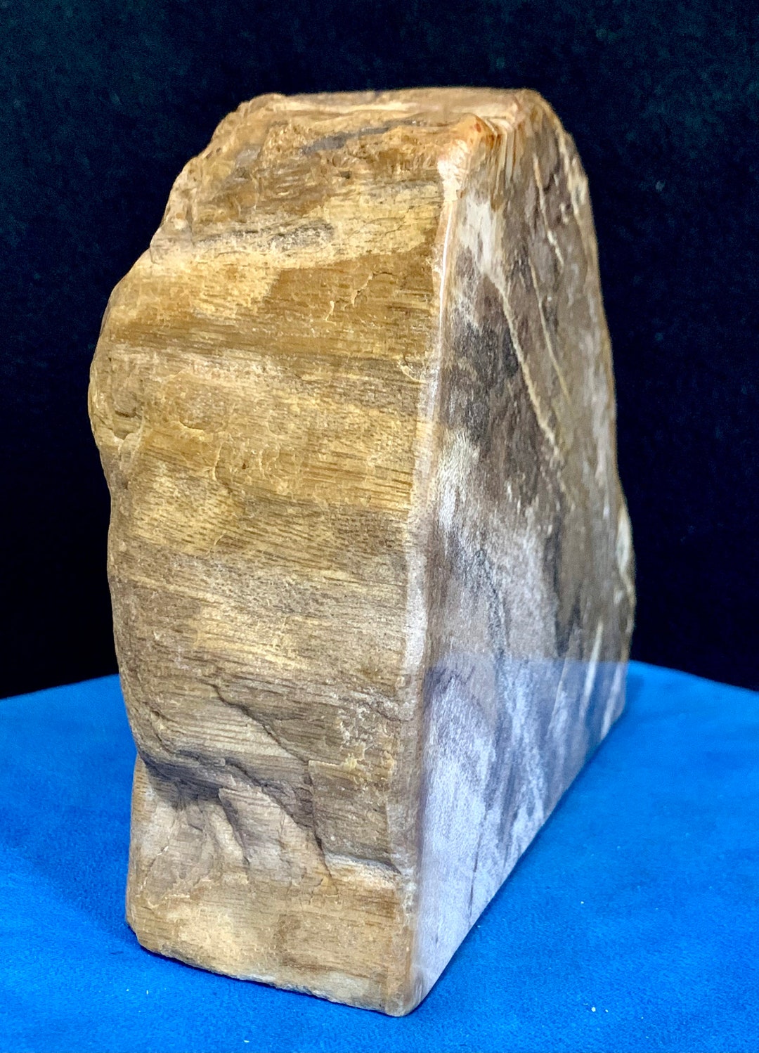 Colorado Petrified Palm Wood Polished Face - Etsy