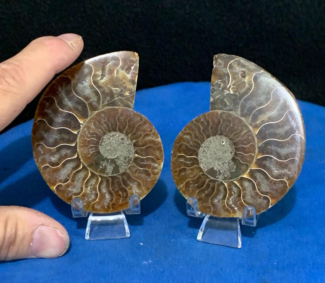 Ammonite Pair (both Halves) With Display Stands-small - Etsy