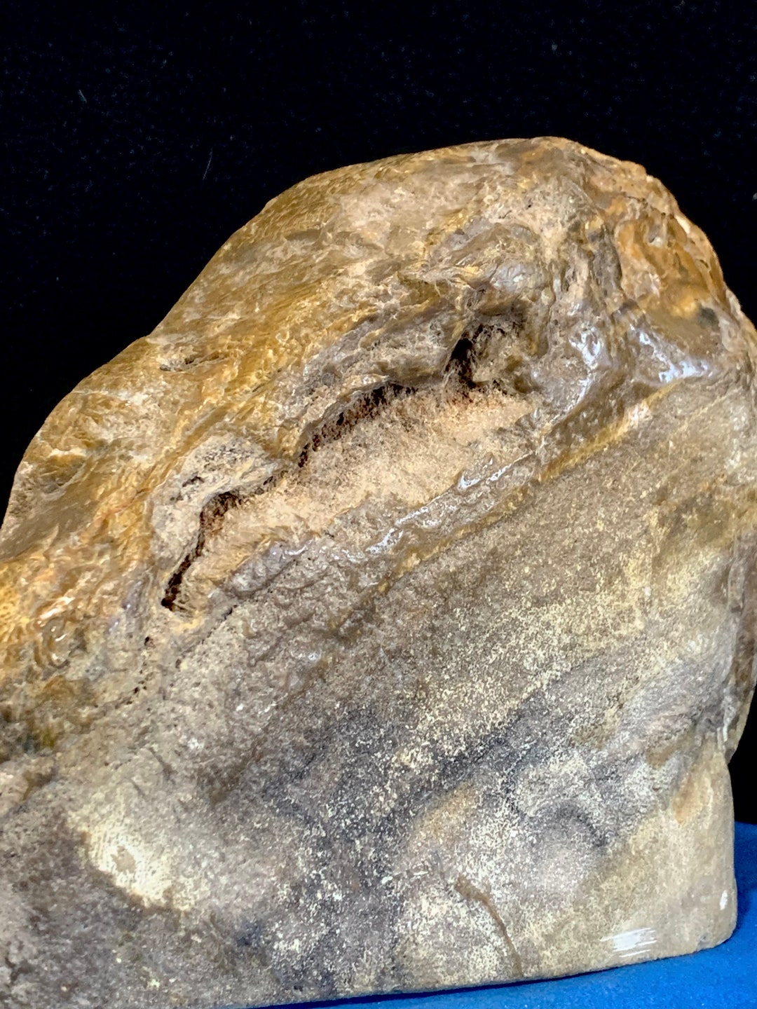 Petrified Palm Wood Polished Face - Etsy