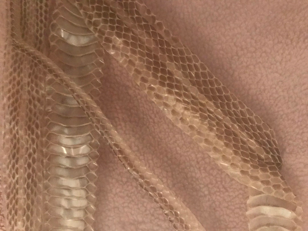 2 Foot Long Snake Skin - Etsy