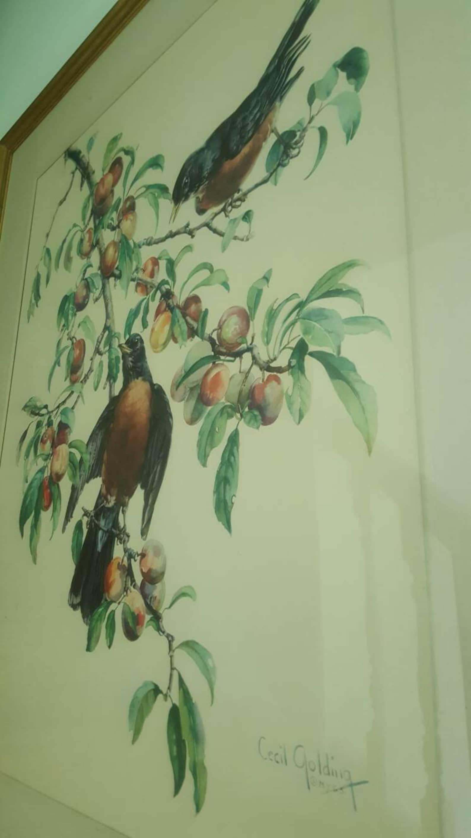 Huge Vintage Art 1940s 1950s Cecil Golding Bird Print, Lithograph ...