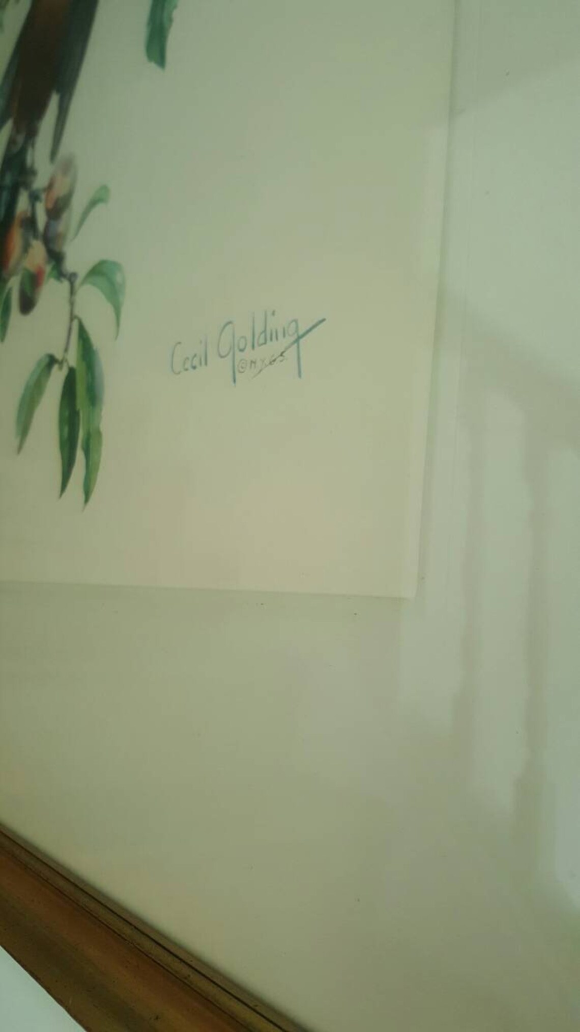 Huge Vintage Art 1940s 1950s Cecil Golding Bird Print, Lithograph ...