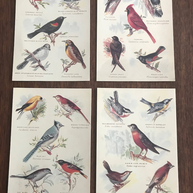 Bird Postcards - Etsy