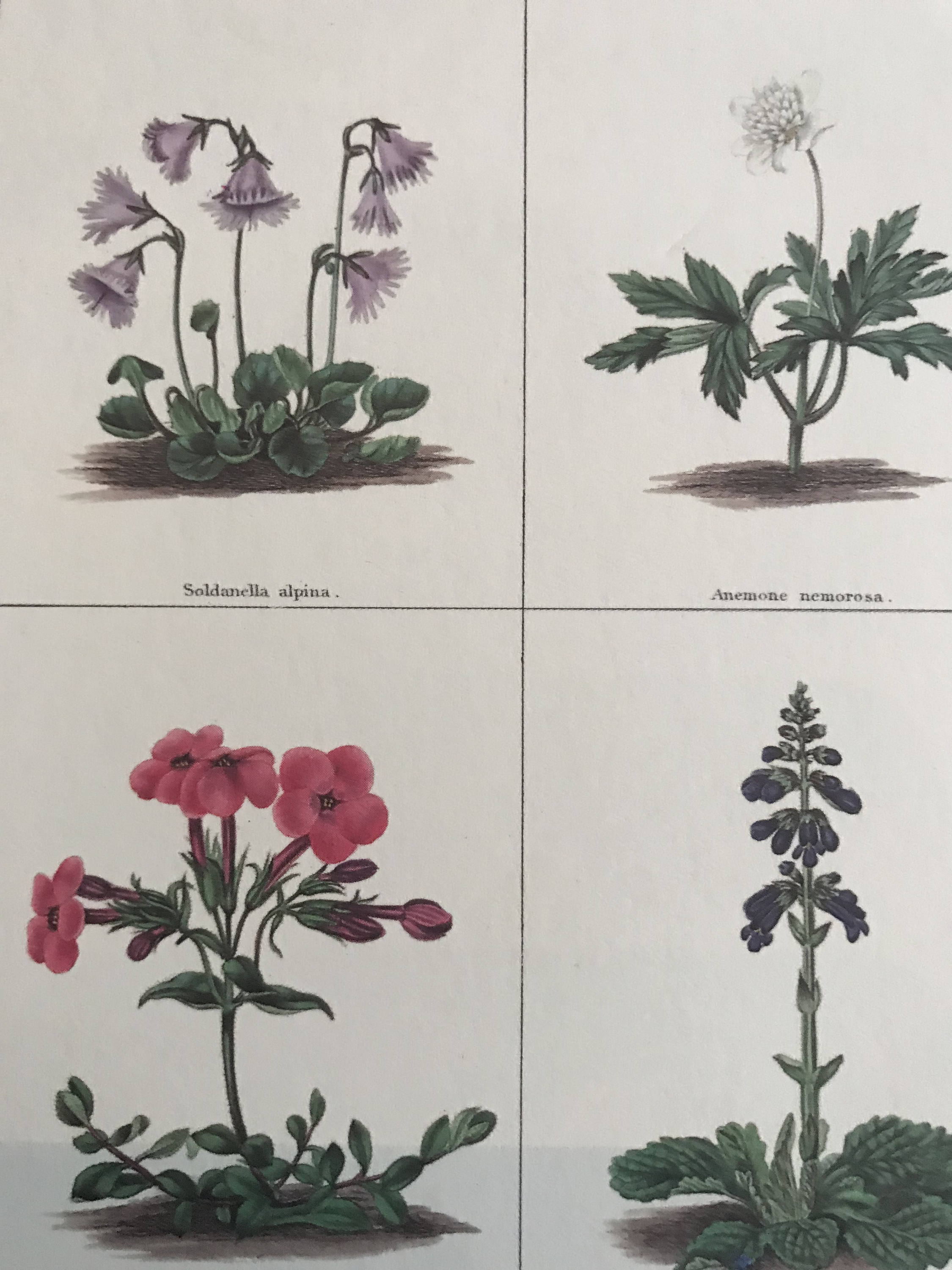 75 Postcards Botanical Reproductions Printed in Italy on Cream Card ...