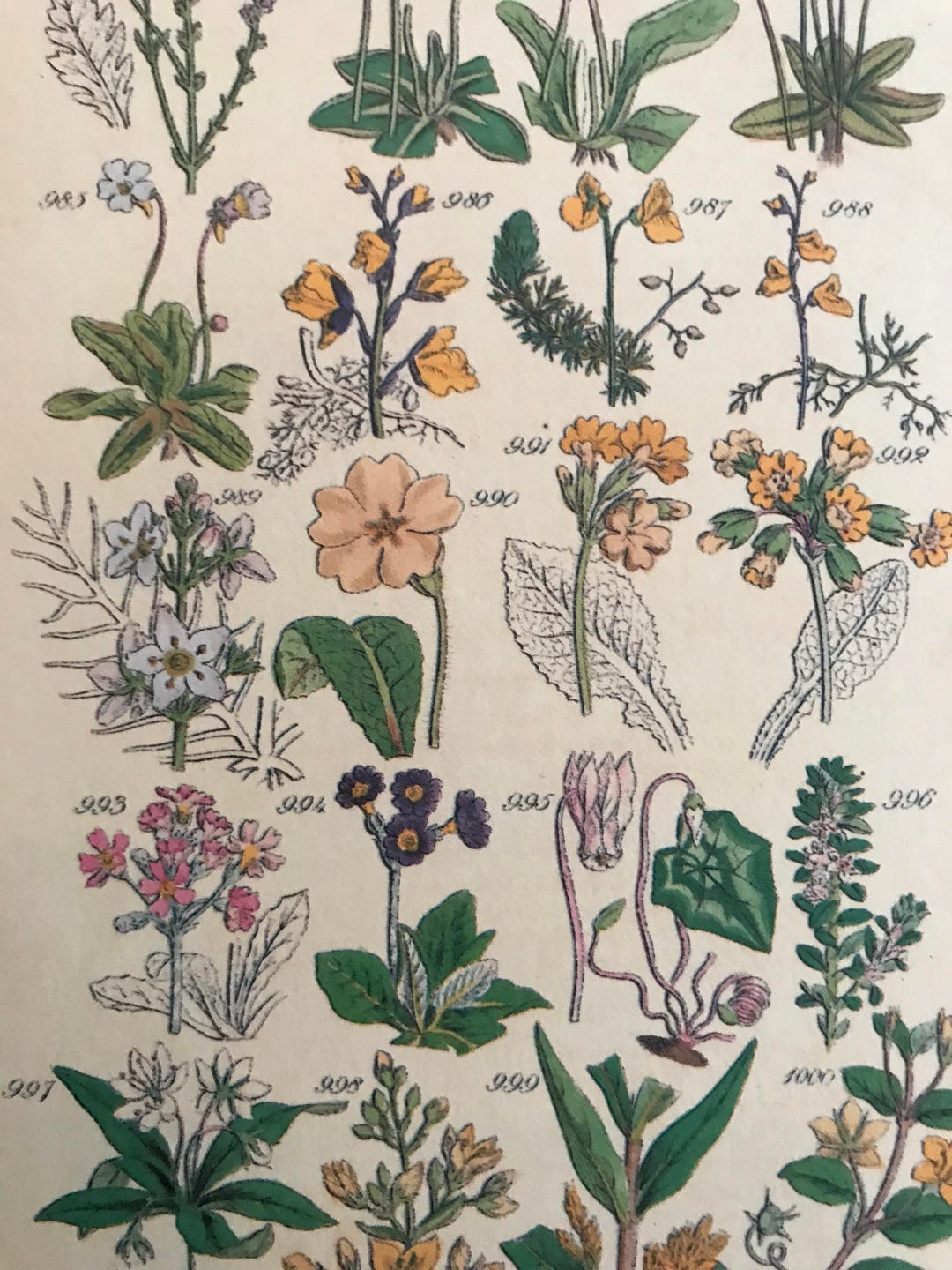 75 Postcards Botanical Reproductions Printed in Italy on Cream Card ...