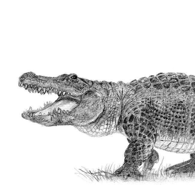 Alligator Print | Fingerprint Art | Baby Gift | Gators Fan | Florida ...
