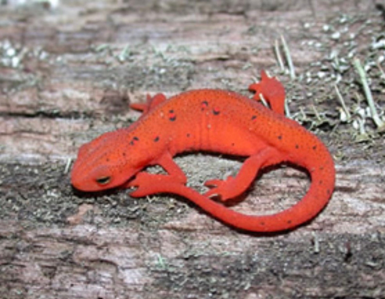 Red Eft Salamander Tail. Lizard Tail. - Etsy