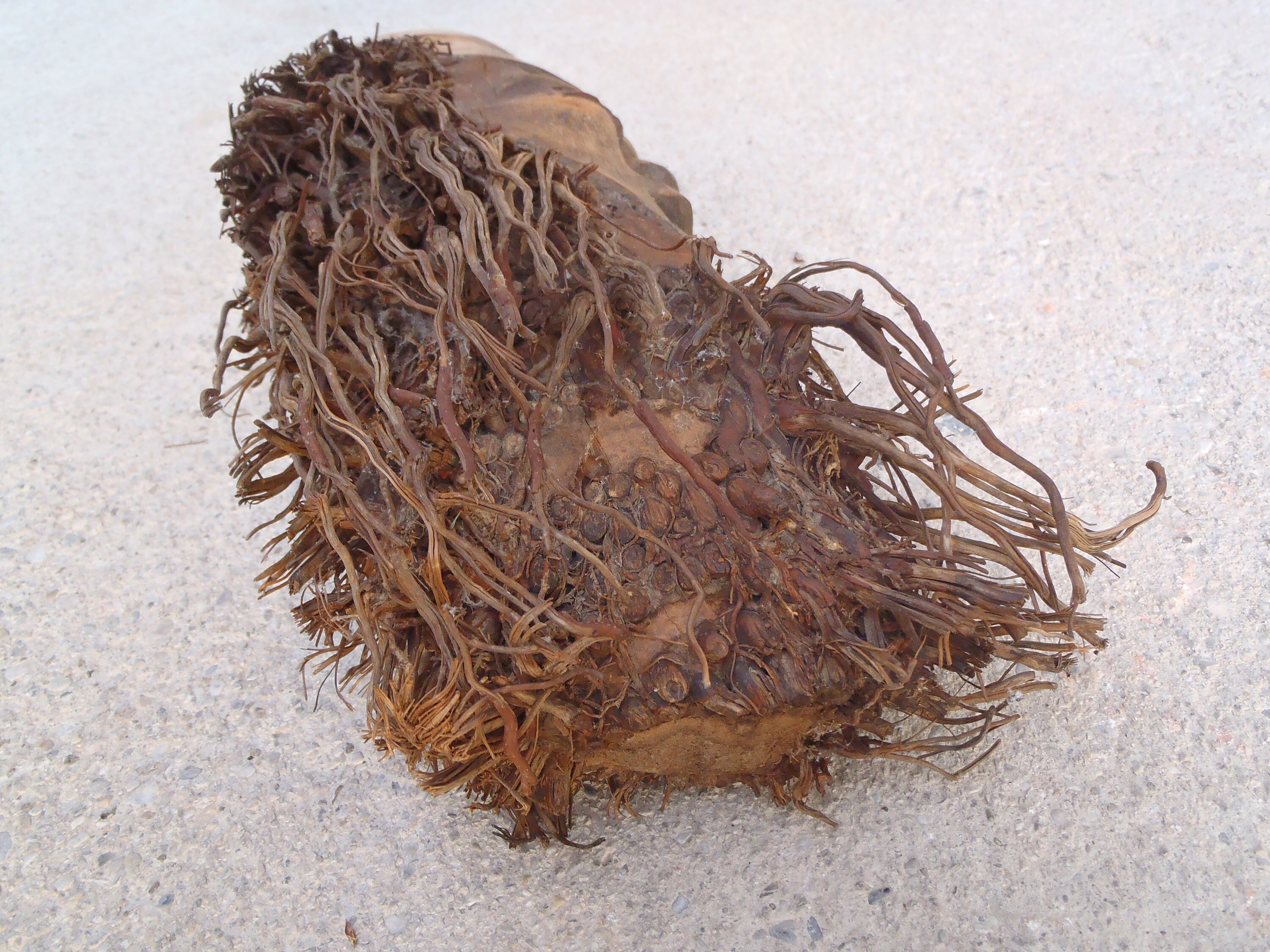 Vintage Large Chinese / Japanese Bamboo Root Carving Hillbilly / Hobo ...