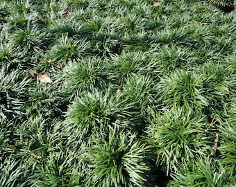 Dwarf Mondo Grass - Etsy