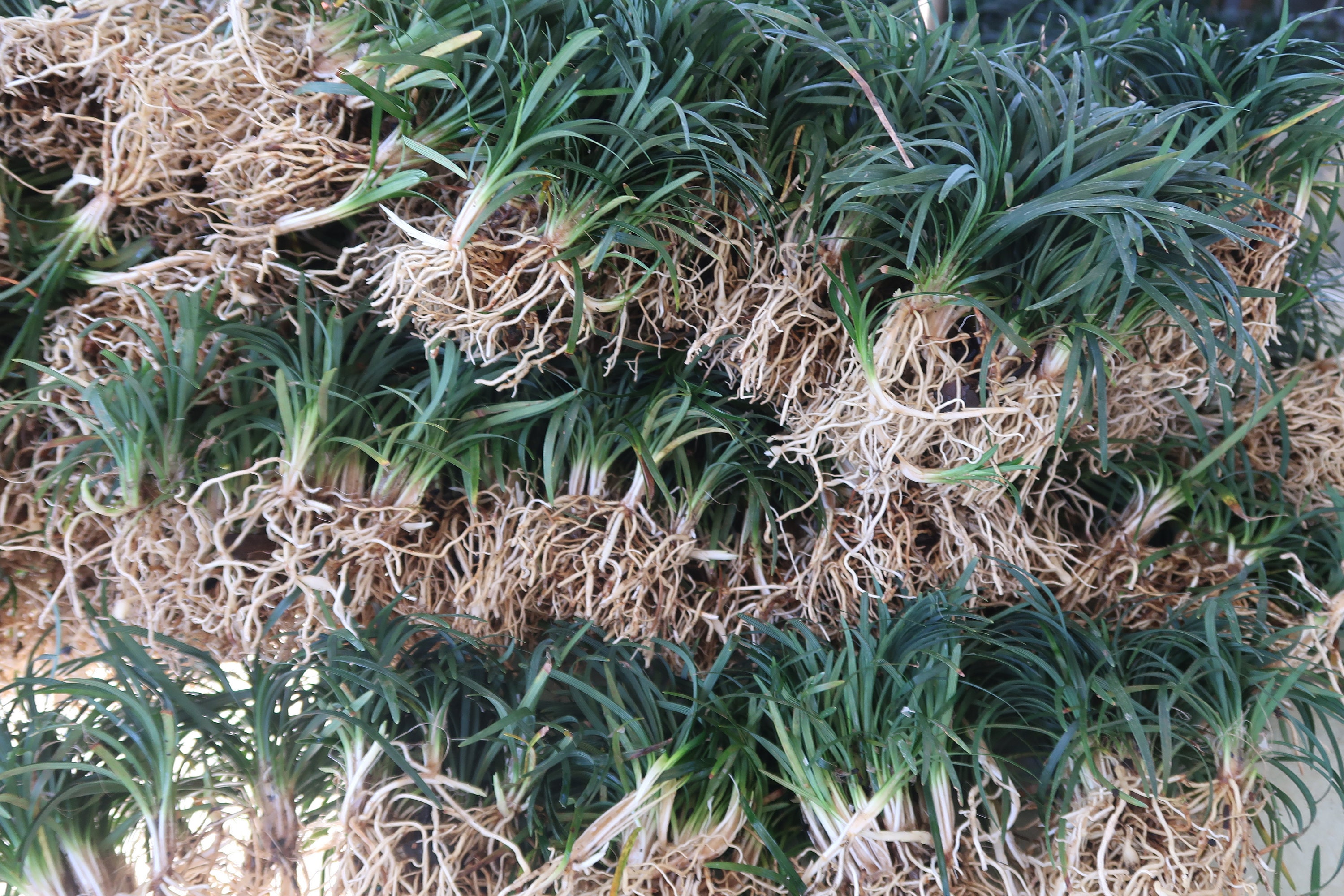 Dwarf Mondo Grass 10 Lbs. Package, Clumps Bare Root. Evergreen, Ground ...